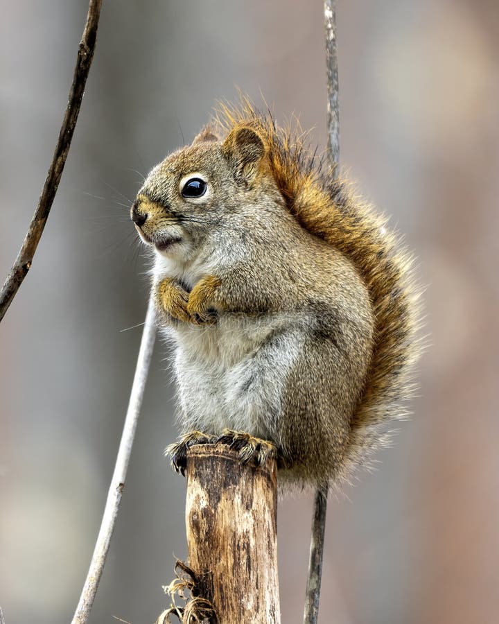 Squirrel Photo and Image. Close-up Profile View in the Forest Standing ...