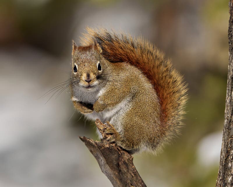 Squirrel - Side View - Outdoors Photograph Stock Image - Image of ...