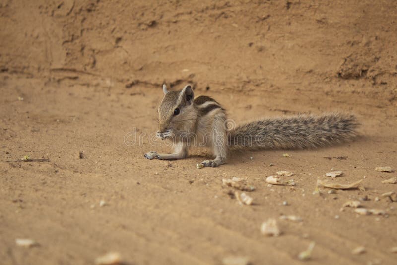 Squirrel Picking Fiber from the Bark and Dry Leaves of a Banana Tree ...