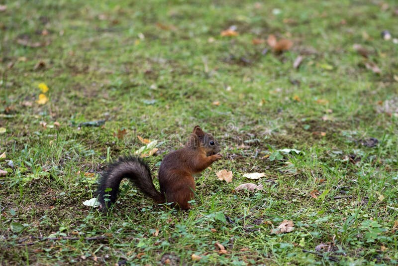 Squirrel and hazelnuts. stock image. Image of curiosity - 156397427