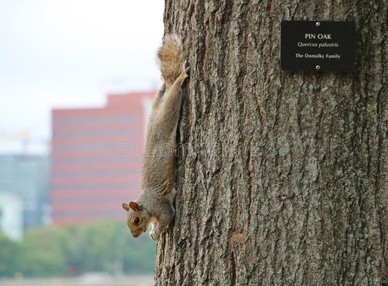 Squirrel on a Pin Oak Tree stock photo. Image of garden - 76709854