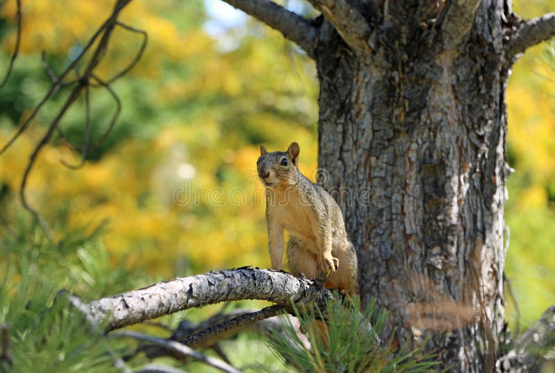 Squirrel on pine tree stock image. Image of beauty, animal - 265379195