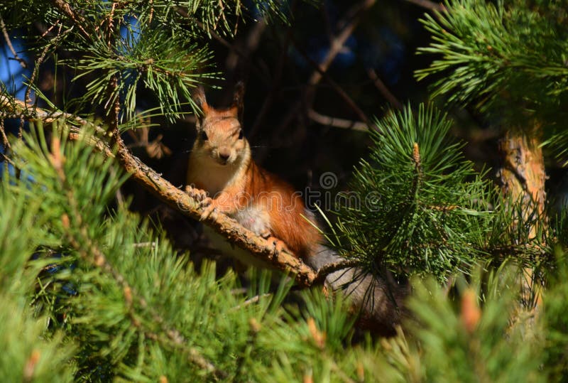 Squirrel on a Pine Tree in the Forest Stock Image - Image of fluffy ...