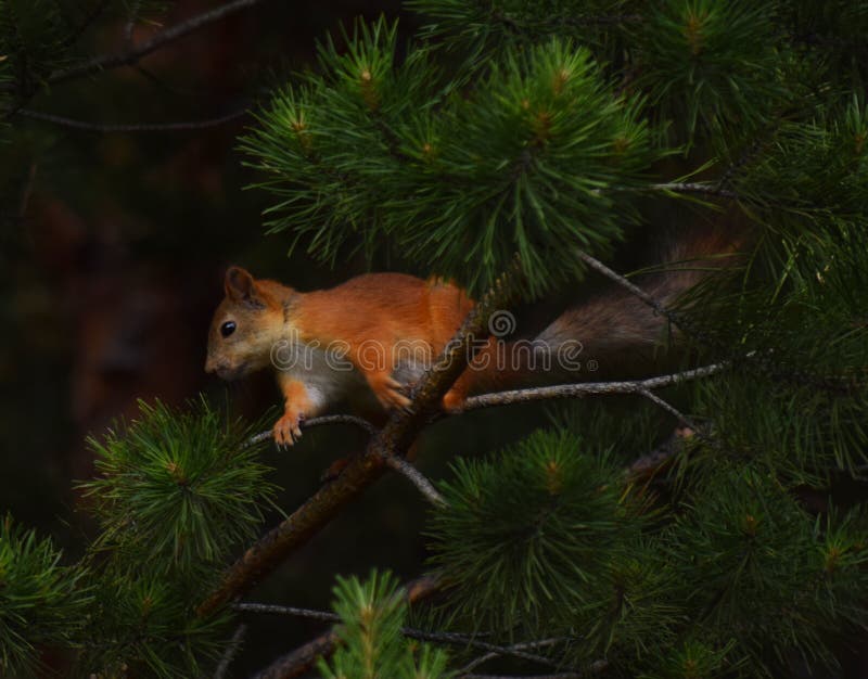 Squirrel on a Pine Tree in the Forest Stock Image - Image of forest ...