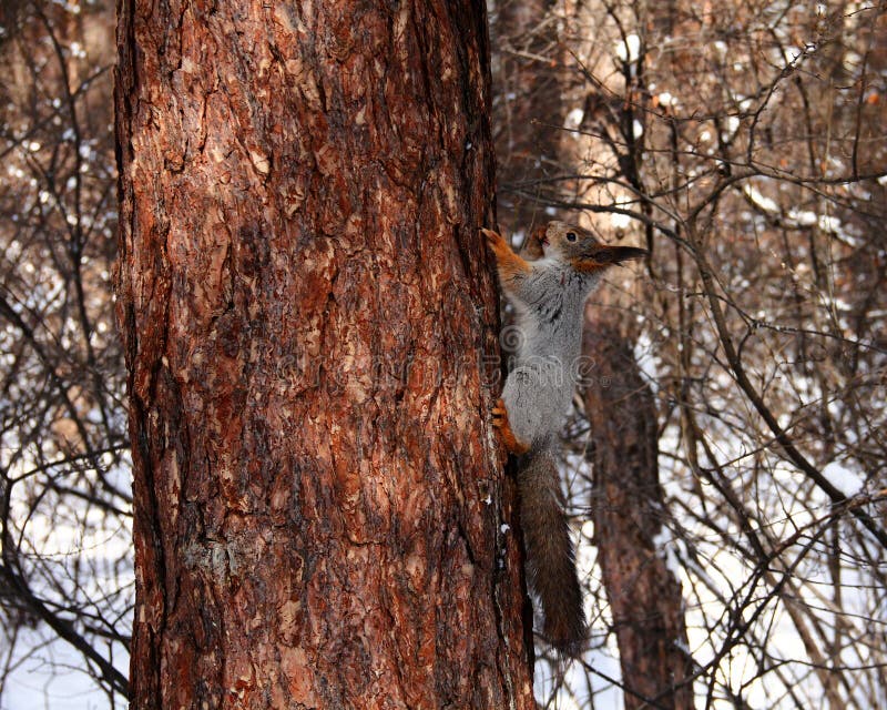 Squirrel stock image. Image of cutie, help, forest, feeding - 43435789