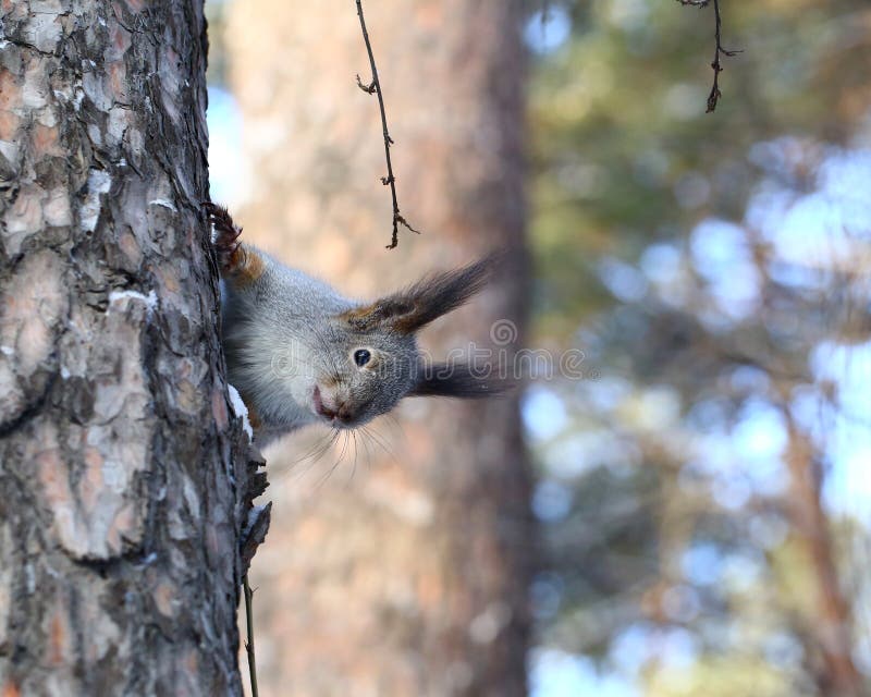 Squirrel stock image. Image of horizontal, hang, cold - 48422529