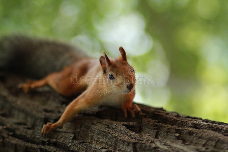 Squirrel stock image. Image of animals, playful, culture - 86731313