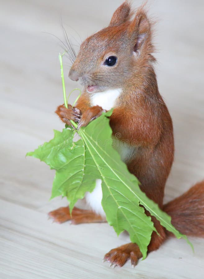 Squirrel Playing with Leaves Stock Image - Image of squirrel, branch ...