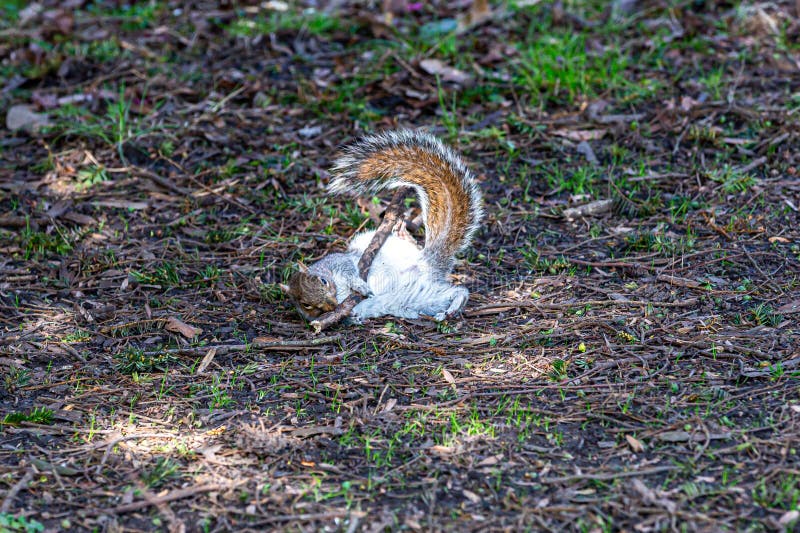 A Grey Squirrel Rolling on the Ground Whilst Playing with a Stick Stock ...