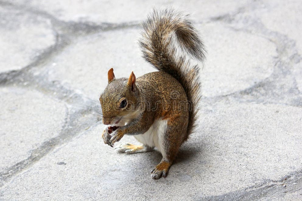 Squirrel plotting stock photo. Image of plotting, animal - 265340972
