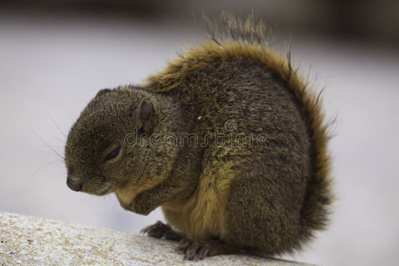 Squirrel, Poas volcano stock image. Image of animal - 233350573