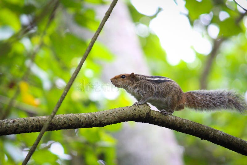 Squirrel Pointing Stock Photos - Free & Royalty-Free Stock Photos from ...