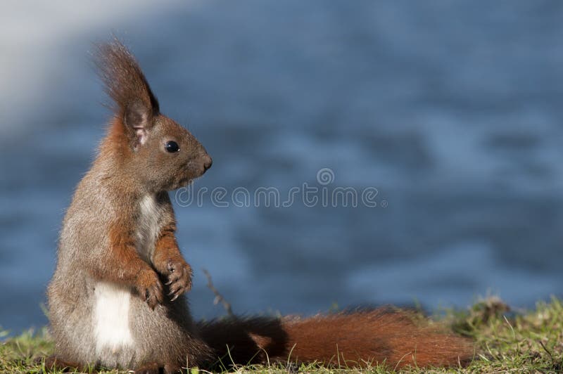 Squirrel stock image. Image of poland, squirrel, mammals - 46549137