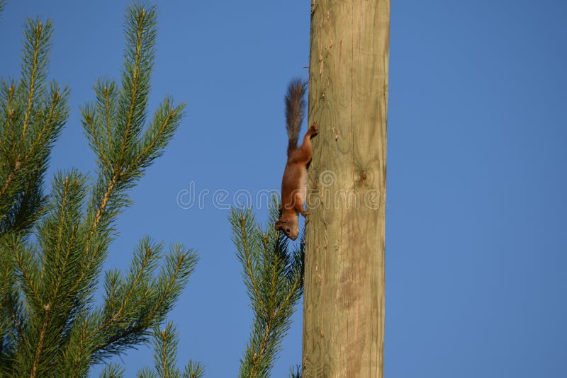 Squirrel on the Pole Upside Down and Pine Tree Stock Photo - Image of ...