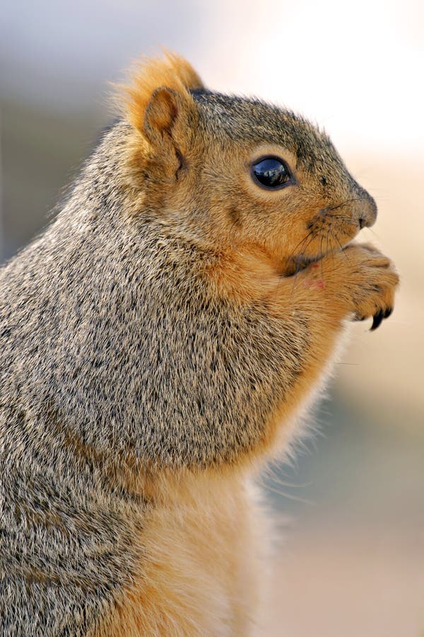 Squirrel Portrait stock image. Image of head, brown, rodent - 461135