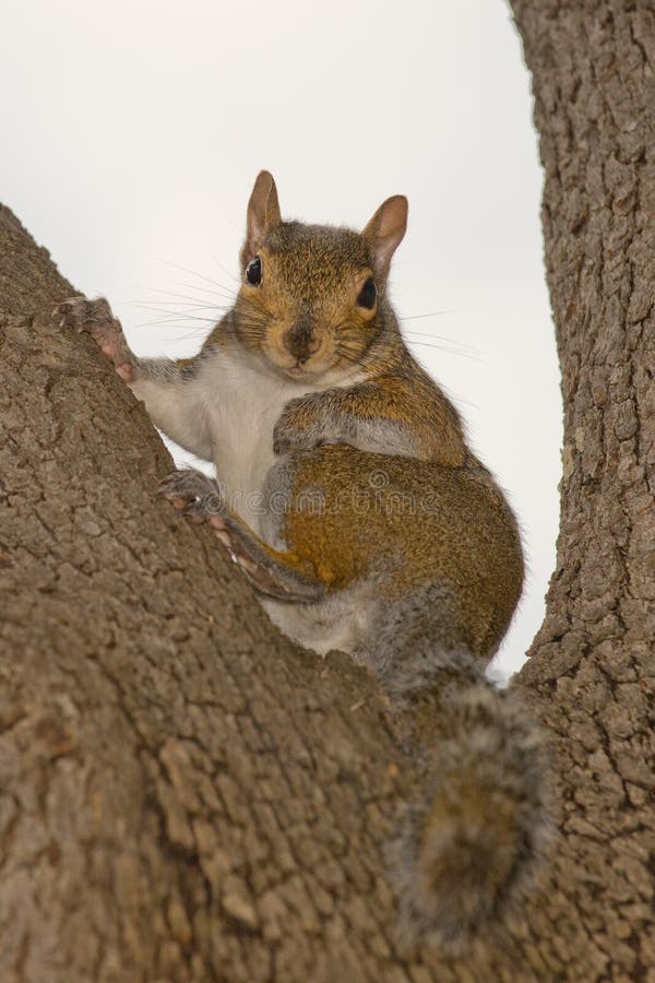Squirrel portrait stock image. Image of adorable, tail - 36900711