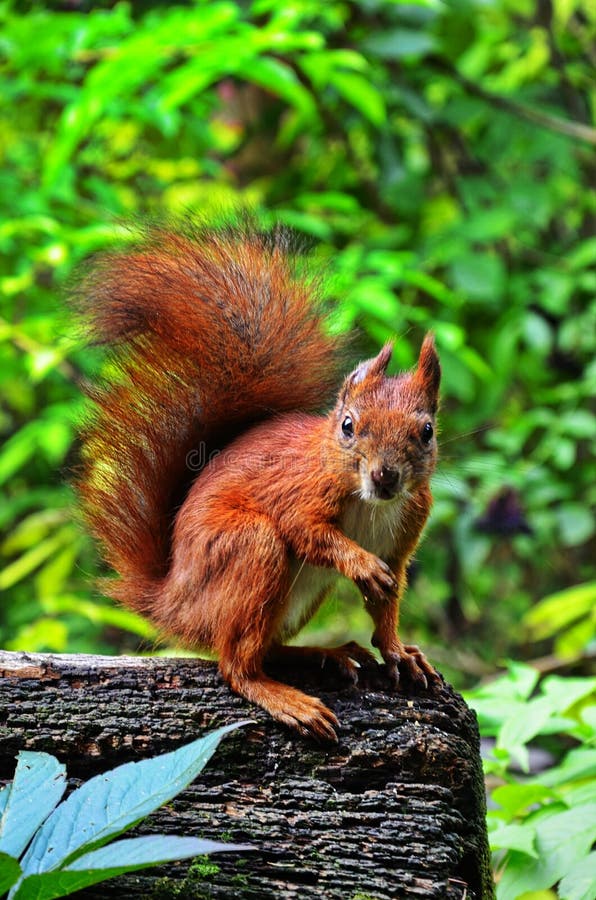 Squirrel Portrait. Squirrel in Nature. Squirrel in Forest Stock Image ...