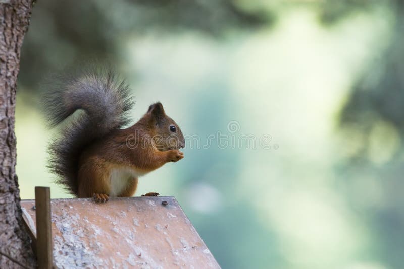 Squirrel Portrait in Profile Stock Image - Image of squirrel ...