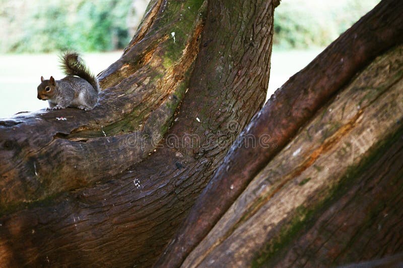 Squirrel Posing on an Acient Tree in the Shade Stock Photo - Image of ...