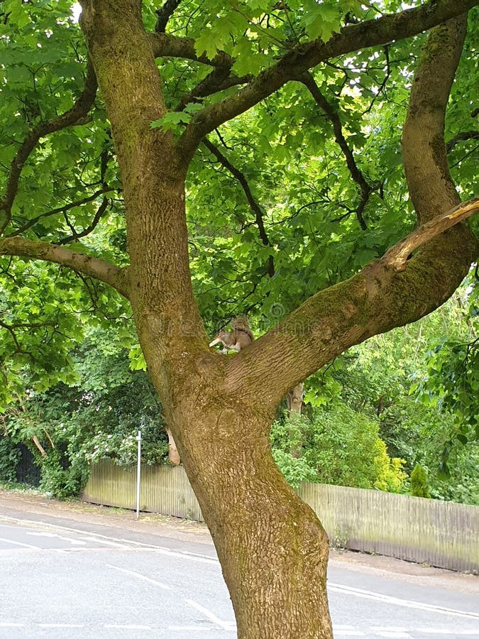 Squirrel posing in a tree stock image. Image of autumn - 187680865