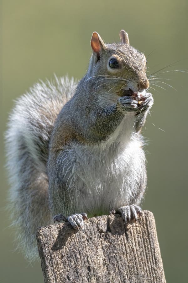 Squirrel on Post Eating Nut Stock Image - Image of food, close: 219239999