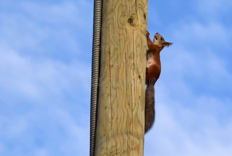 Squirrel on the post stock image. Image of eats, wildlife - 104683061