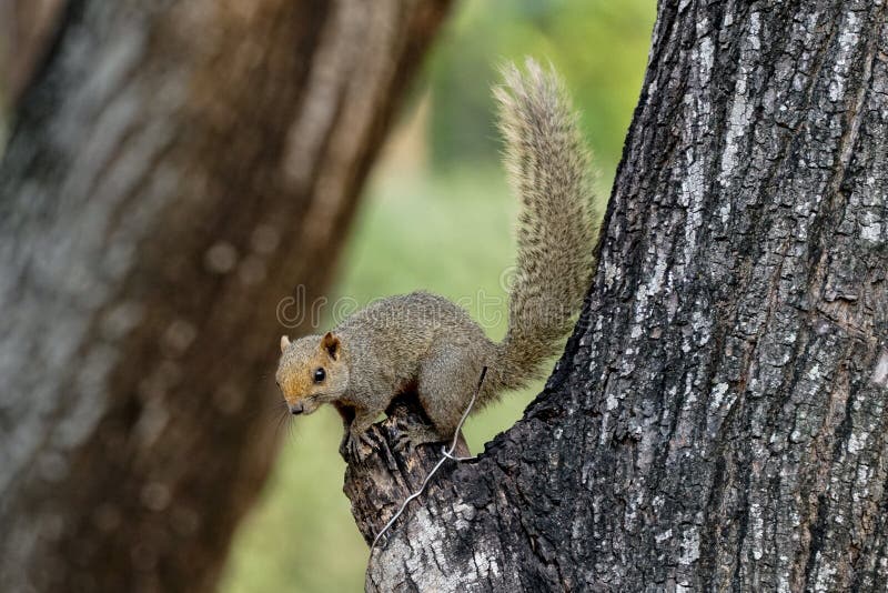 Squirrel Preparing To Jump from a Tree Stock Image - Image of standing ...