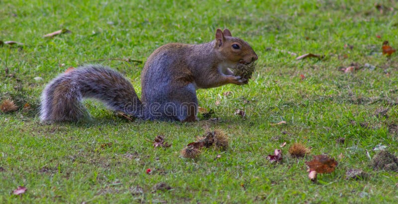 Squirrel cleaning itself stock photo. Image of mammal - 22192830