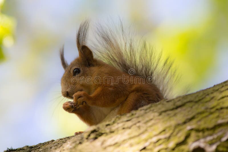Squirrel in profile stock image. Image of tree, fluffy - 106615673