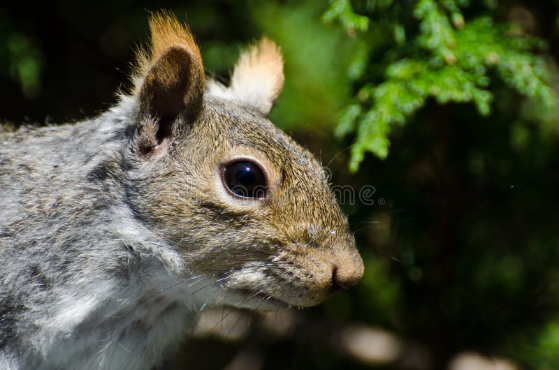 Squirrel in Tree stock image. Image of chickarees, wildlife - 23505289