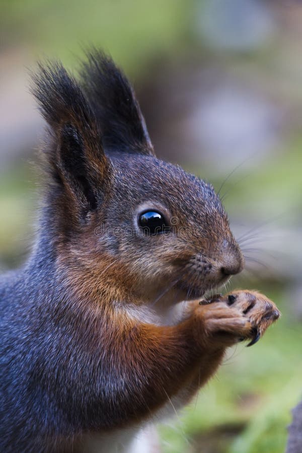 Squirrel face stock image. Image of wildlife, sweet, furry - 70296569