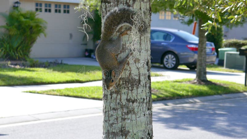 Squirrel Rapidly Shake Its Tail Stock Video - Video of beauty, forest ...