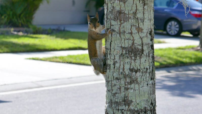 Squirrel Rapidly Shake Its Tail Stock Video - Video of active, garden ...