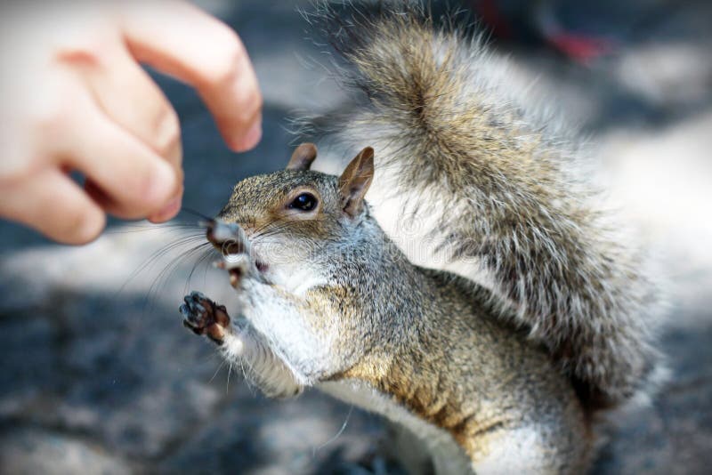 176 Squirrel Reaching Photos - Free & Royalty-Free Stock Photos from ...