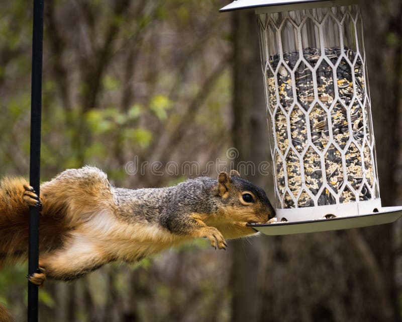 228 Squirrel Reaching Stock Photos - Free & Royalty-Free Stock Photos ...
