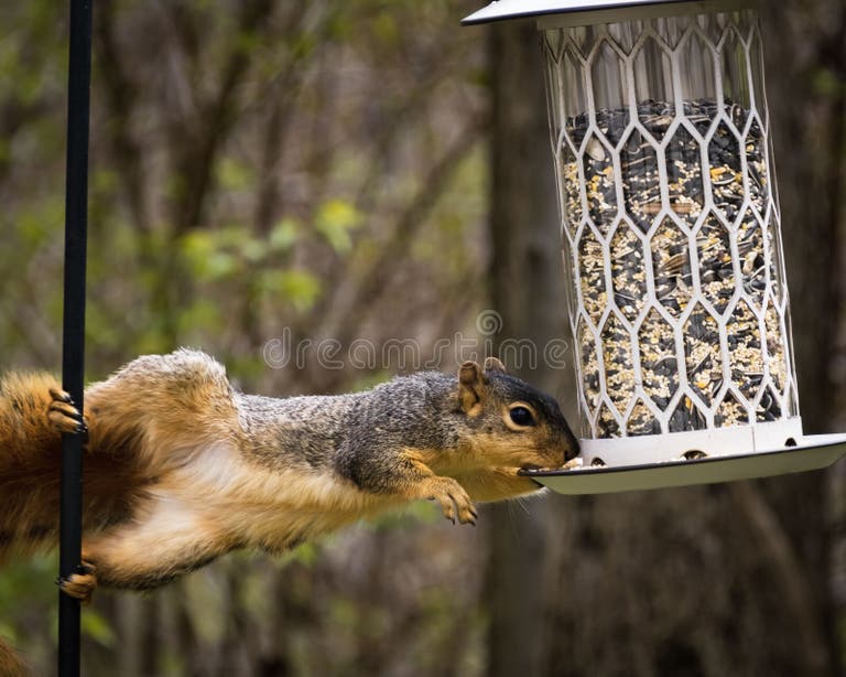 228 Squirrel Reaching Stock Photos - Free & Royalty-Free Stock Photos ...