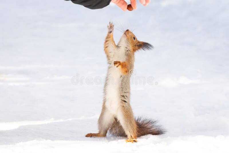 Squirrel Reaching for the Nut Stock Photo - Image of feed, small: 139467128