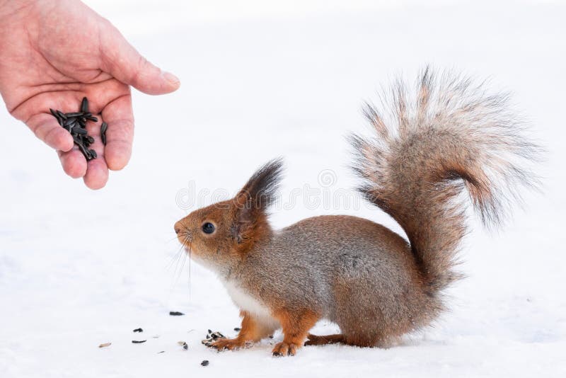 Squirrel Reaching for the Nut Stock Photo - Image of feed, small: 139467128