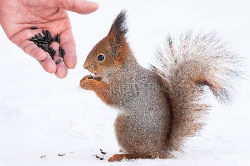 131 Squirrel Reaching Photos - Free & Royalty-Free Stock Photos from ...