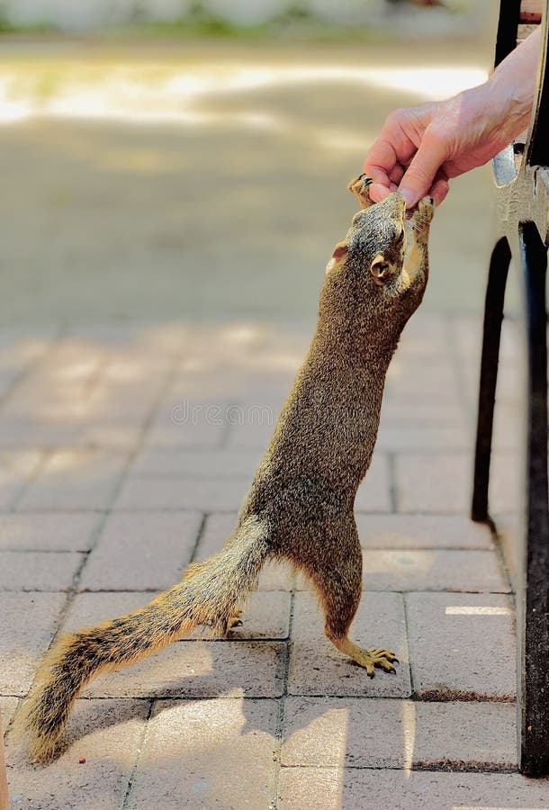 Squirrel Reaching Up for His Nut Stock Image - Image of soil, wood ...