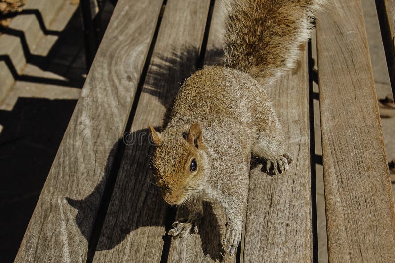 Squirrel Ready stock image. Image of life, mountains - 94160649