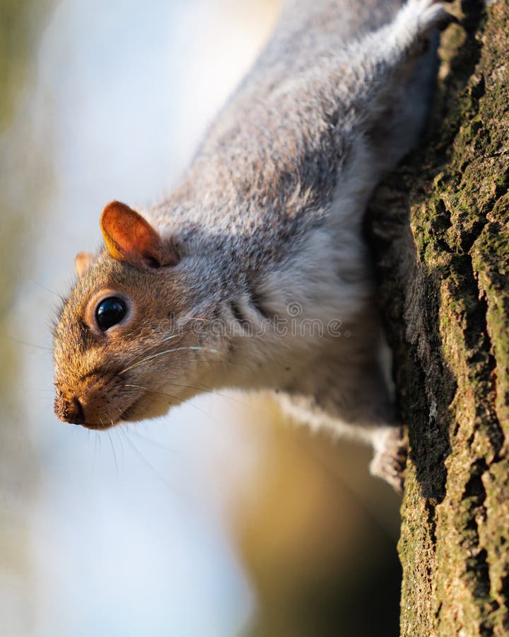 Squirrel ready to pounce stock image. Image of green - 353538879
