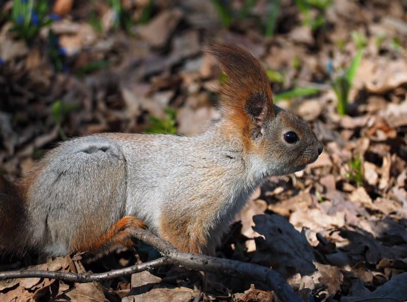 Squirrel Red Cute Laying at Spring Forest Stock Photo - Image of ...