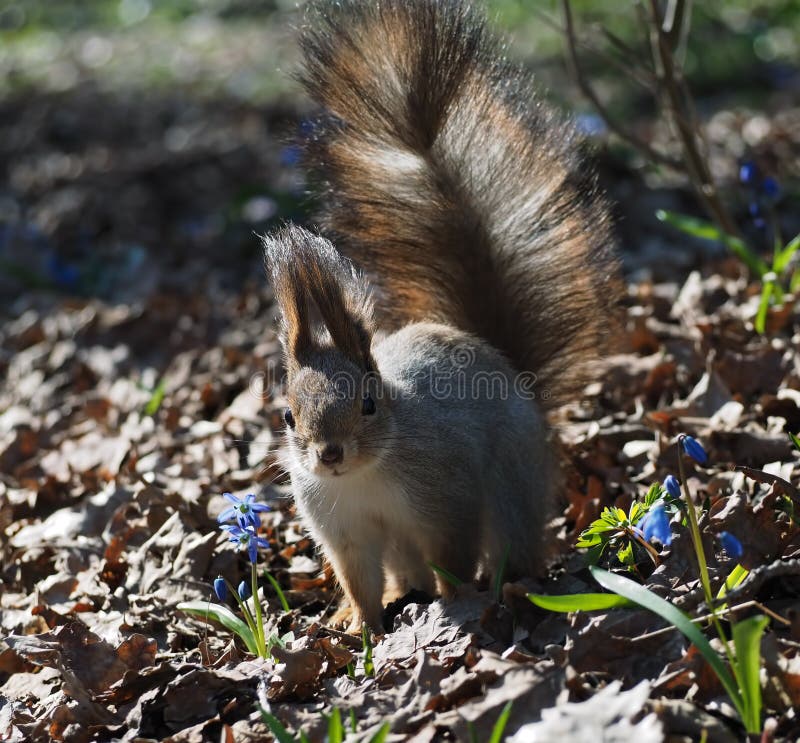 Squirrel Red Cute Standing at Spring Forest Stock Image - Image of ...