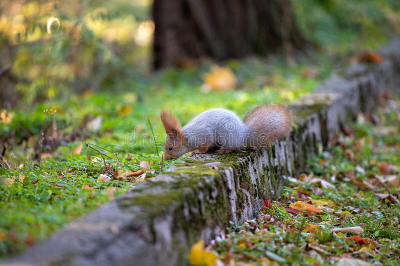 Squirrel on the Curb in the Park Stock Photo - Image of flower, running ...