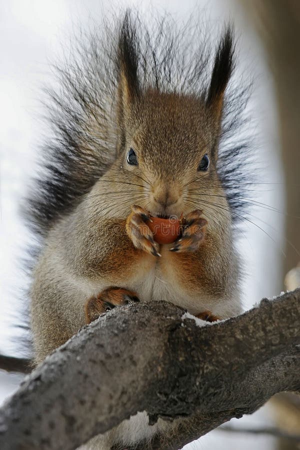 Tree Poduk Stock Photos - Free & Royalty-Free Stock Photos from Dreamstime