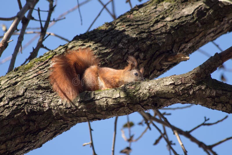 Squirrel stock image. Image of look, beautiful, background - 90169781