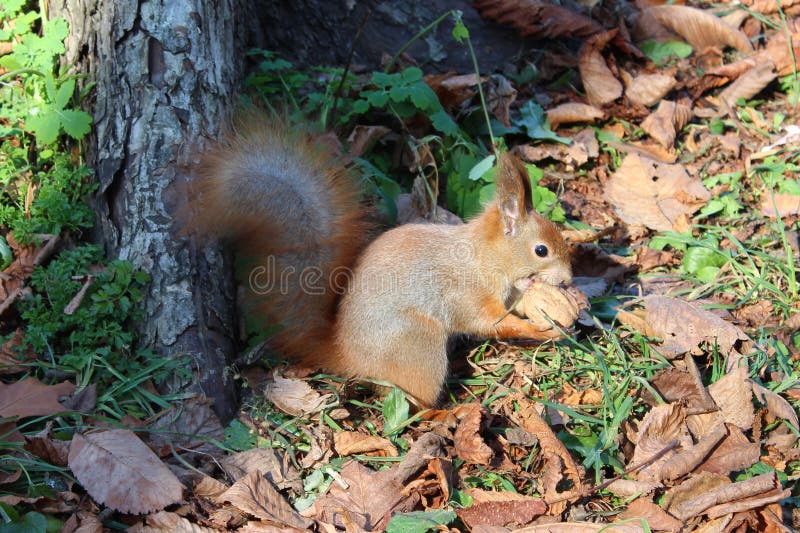 Squirrel stock photo. Image of wildlife, woodland, tail - 46776140