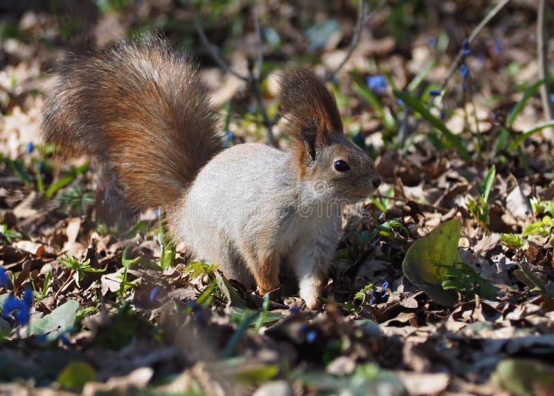 Squirrel Red Standing at Spring Forest Stock Image - Image of squirrel ...