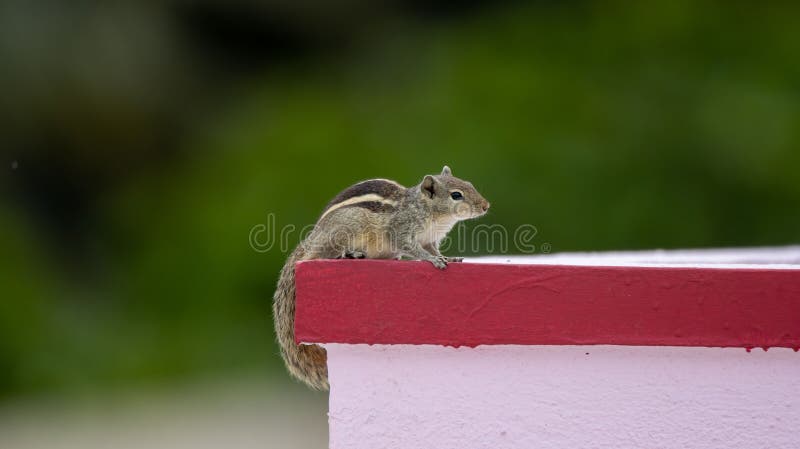 Squirrel on a Red and White Wall Stock Image - Image of background ...
